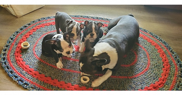 Raising healthy baby Boston Terrier puppies with love and integrity.